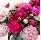 MOTHER'S DAY MOROCCAN ASSORTED PEONIES w/GREENS 5 STEM (Available ...